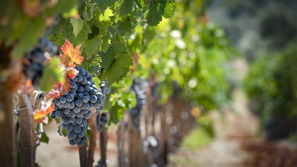 A Beginner's Guide to Wine: Types, Regions & Serving | InfoType