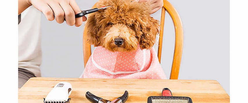 Essential Grooming Supplies for Your Pet Grooming Salon | InfoType
